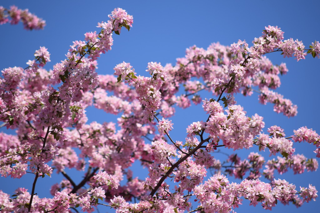 Spring Blooms in Fargo - Chasing Departures